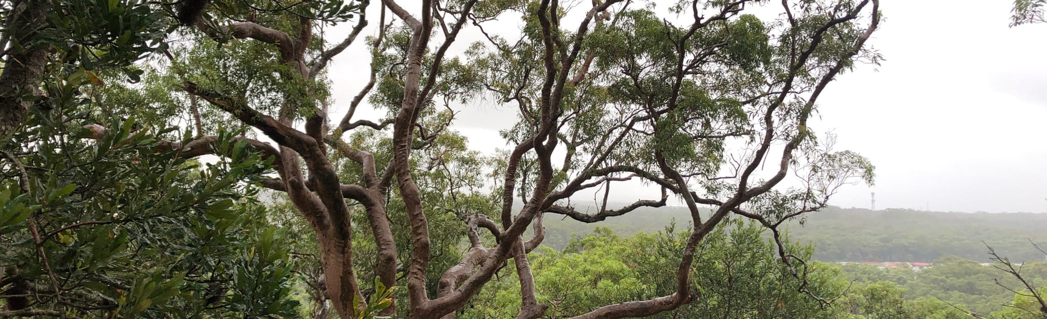 Burrawang Walking Track to Lilly Pilly Loop Link and Red Gum Trail ...