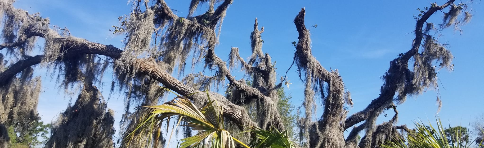 Alafia River Corridor Yellow and Red Trail Loop | Map, Guide - Florida ...