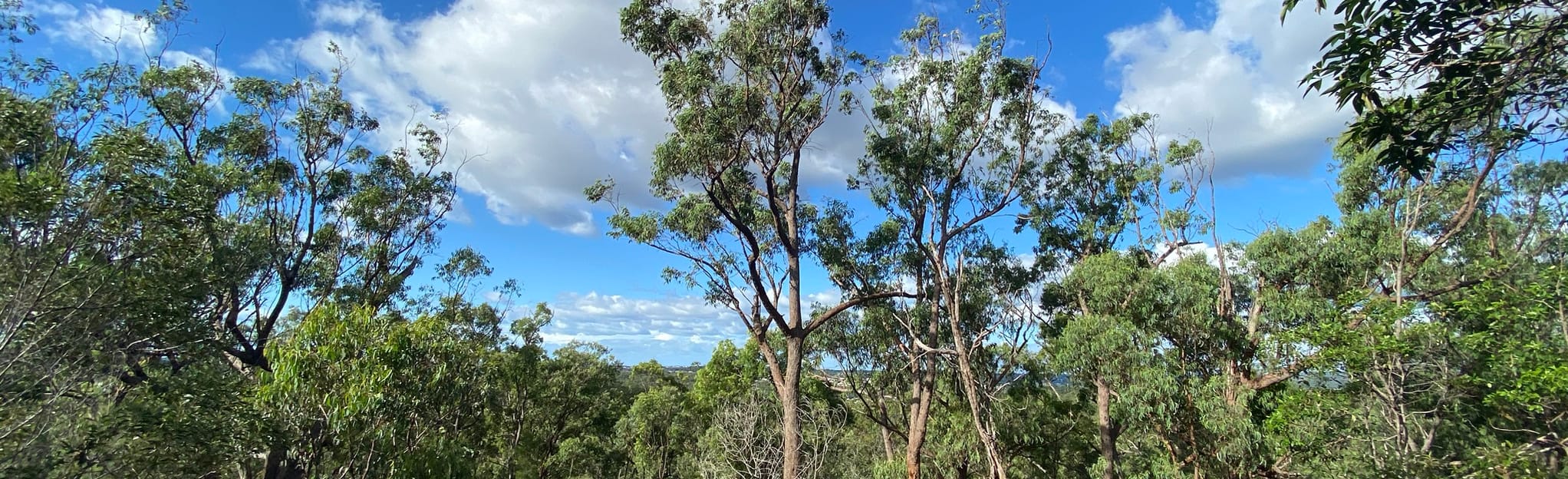 Dianella, Banksia, and Maculata Trails, Queensland, Australia - 34 ...