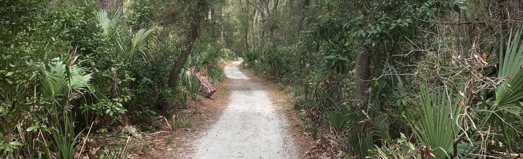 Maritime Forest Trail: 70 Reviews, Map - South Carolina | AllTrails