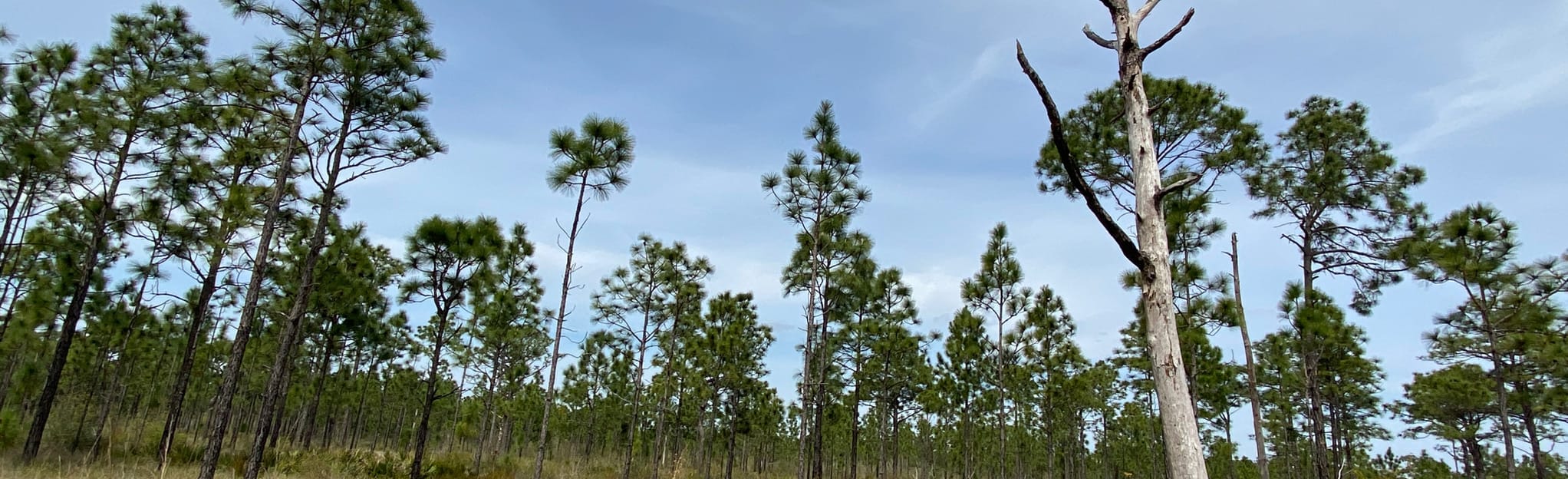 Garcon Point Loop Trail, Florida - 90 Reviews, Map | AllTrails