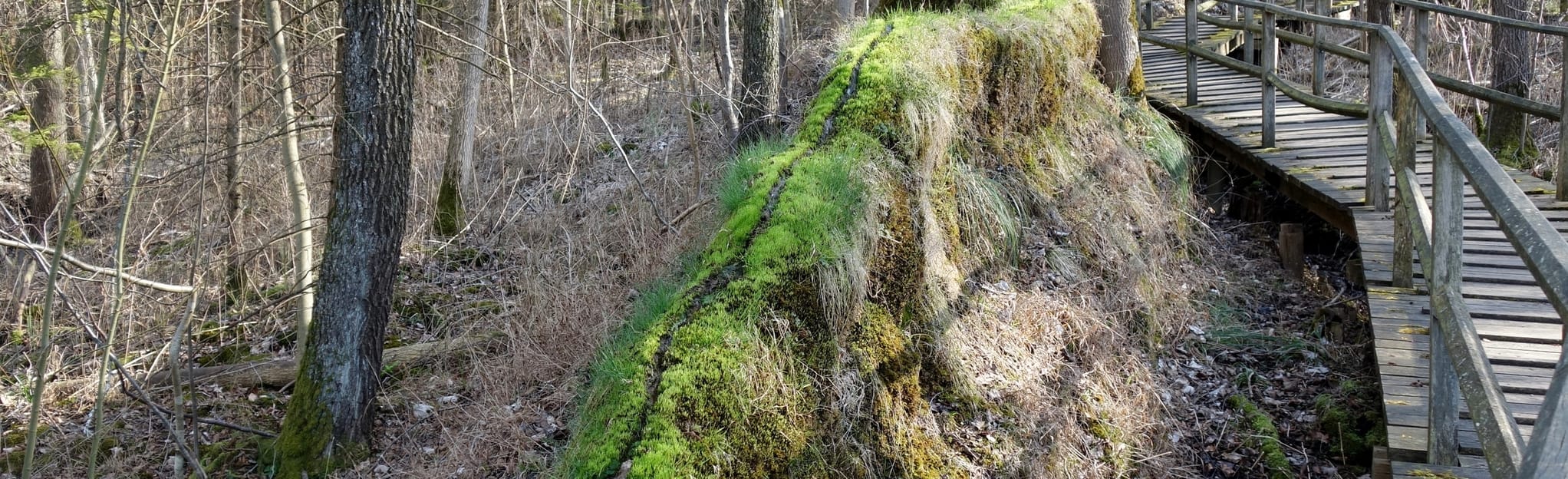 At the Steinerne Rinne, Bavaria, Germany - 7 Reviews, Map | AllTrails