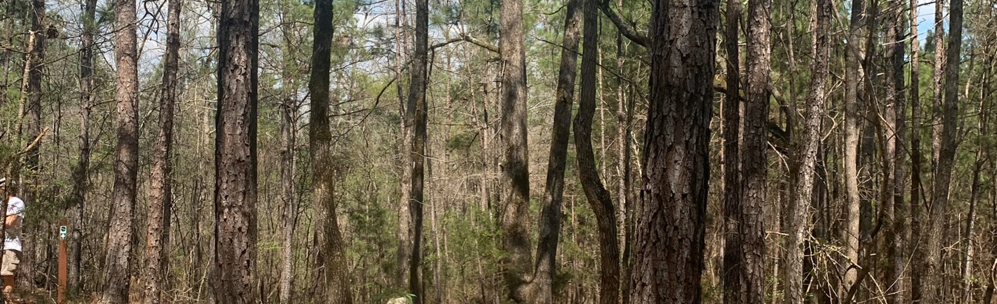 Primary Goods to Bimini Loop: 103 Fotos - Georgia | AllTrails