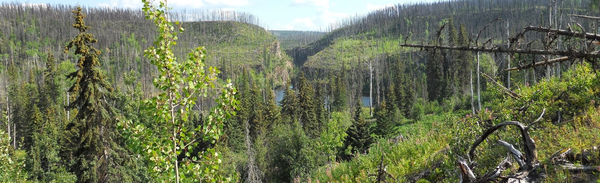 Nechako Canyon Trail, British Columbia, Canada - 3 Reviews, Map | AllTrails