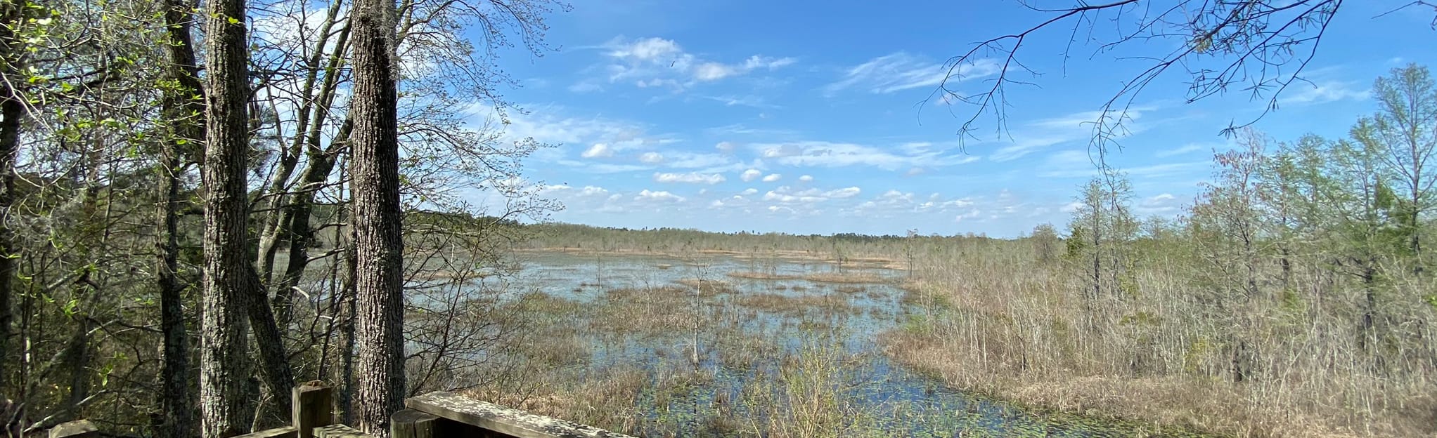 Dingle Pond Trail, South Carolina - 26 Reviews, Map | AllTrails