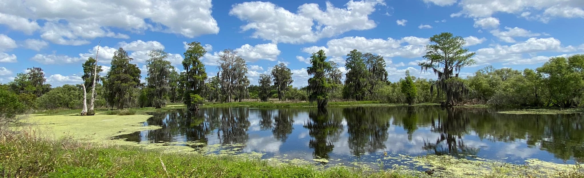 Circle B Bar Reserve Trail, Florida - 712 Reviews, Map | AllTrails