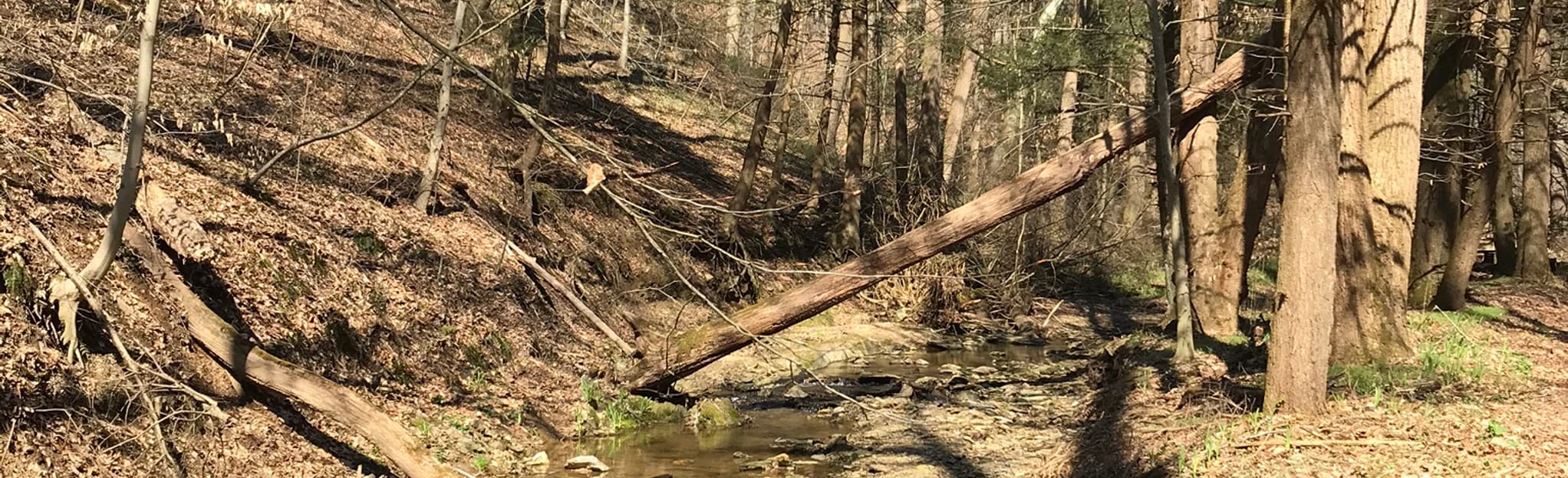 Ferncliff Blue and Overlook Trail, Pennsylvania - 141 Reviews, Map ...