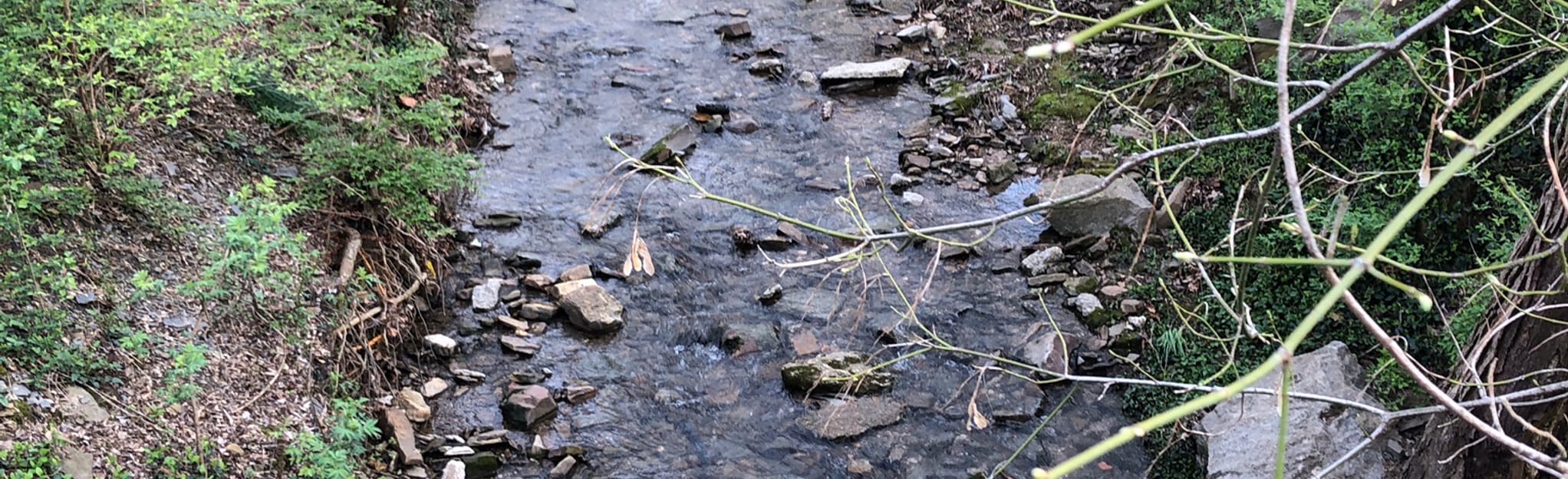 Frisco Trail , Arkansas - 164 Reviews, Map | AllTrails