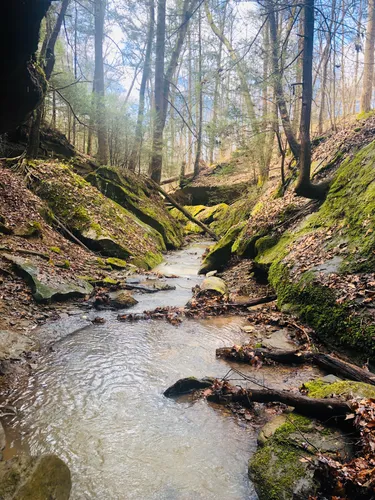 10 Best Waterfall Trails in West Virginia | AllTrails