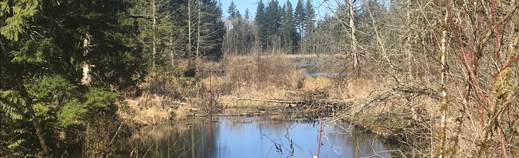 Hazel Wolf Wetlands Trail: 187 Fotos - Washington | AllTrails