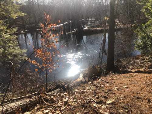 Best Hikes and Trails in McCabe Forest | AllTrails