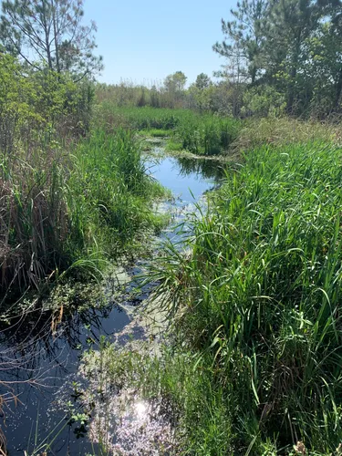 10 Best Short Trails in Gulf State Park | AllTrails