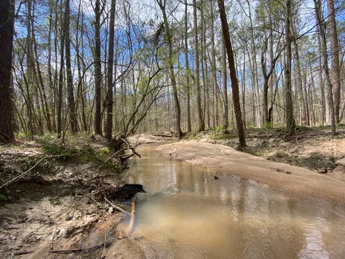 Best Camping Trails in Sumter National Forest | AllTrails