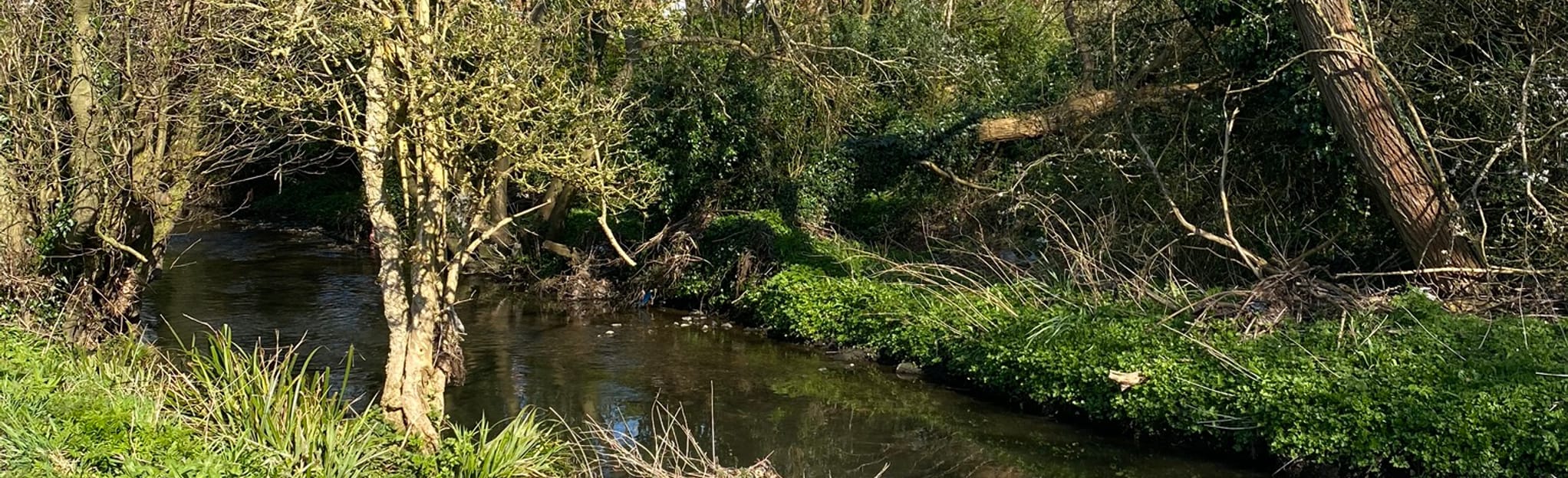 Moseley Bog, Billesley Common, Priory Fields and The Dingles Circular ...