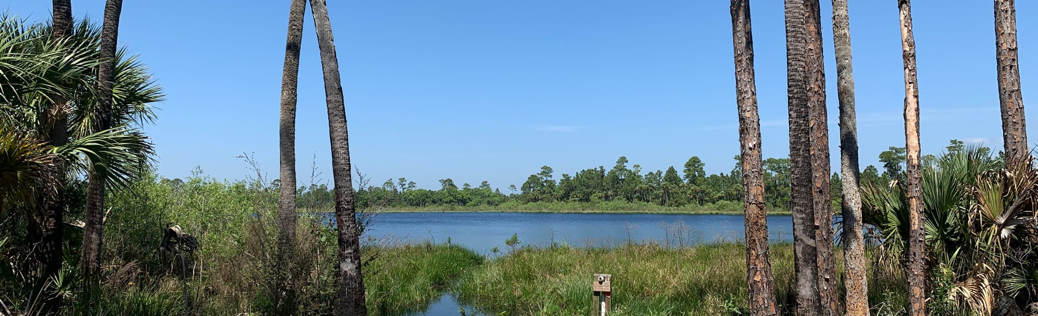 Buck Lake White Trail from East Trailhead, Florida - 28 Reviews, Map ...