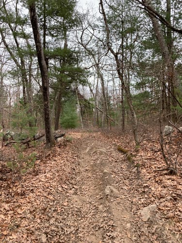 Best Hikes and Trails in Wrentham State Forest | AllTrails