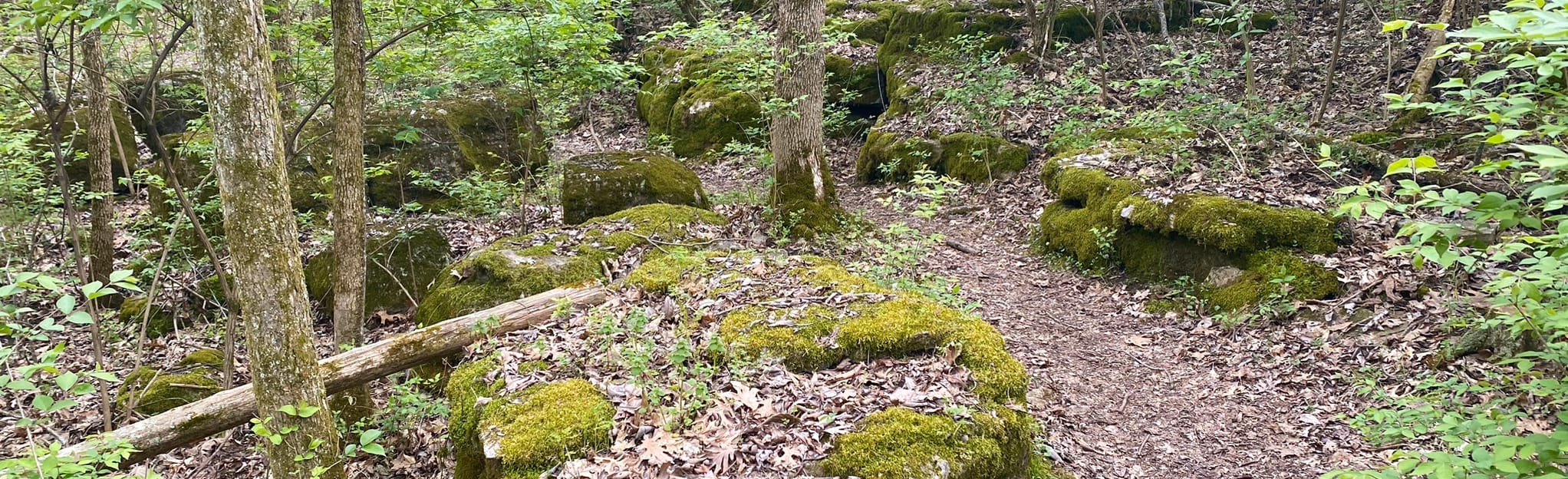 Pinnacle Mountain Biking Trail, Tennessee - 40 Reviews, Map | AllTrails