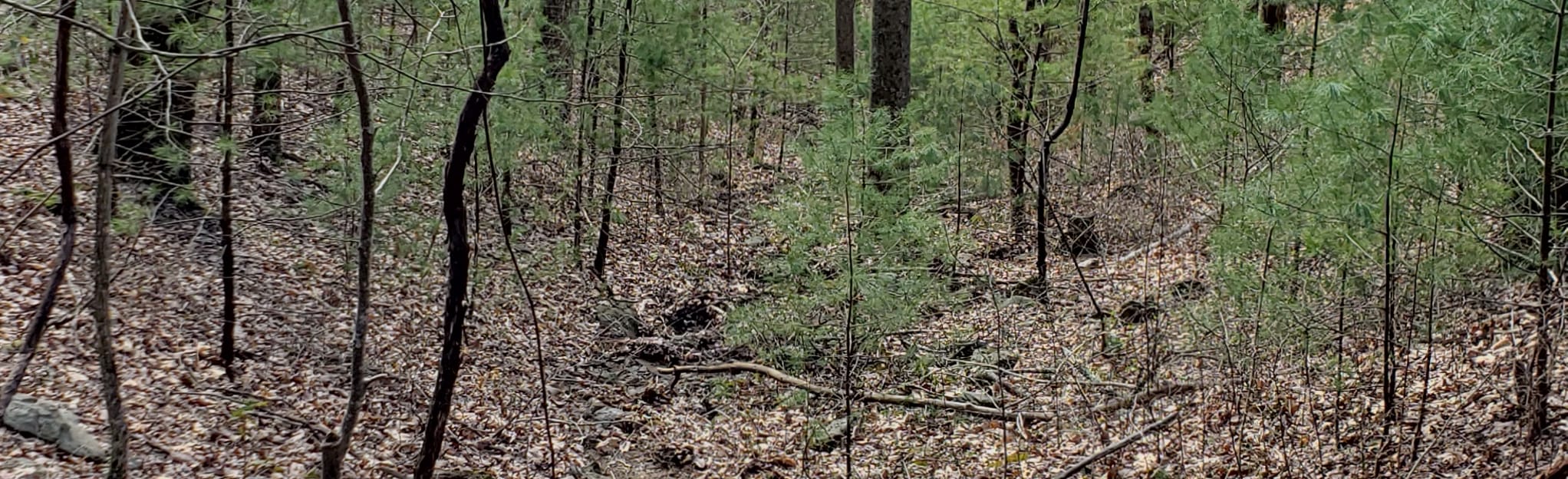 Big Frog Mountain Loop, Tennessee - 26 Reviews, Map | AllTrails