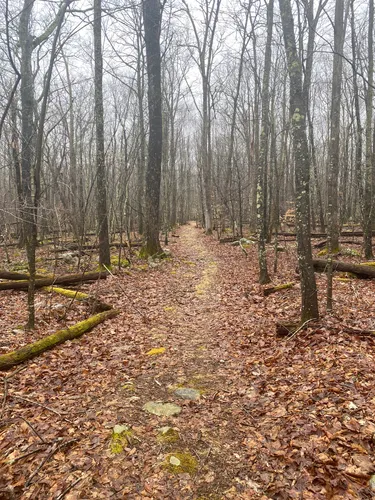10 Best Moderate Trails in High Point State Park | AllTrails