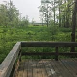 Joyce WMA Swamp Walk Nature Trail, Louisiana - 57 Reviews, Map | AllTrails