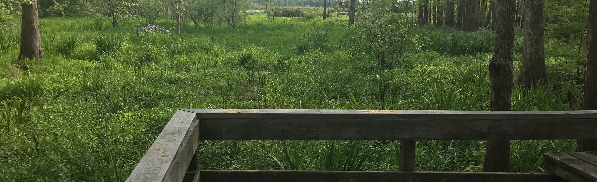 Joyce WMA Swamp Walk Nature Trail - Louisiana | AllTrails