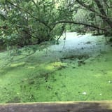 Joyce WMA Swamp Walk Nature Trail, Louisiana - 57 Reviews, Map | AllTrails