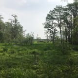 Joyce WMA Swamp Walk Nature Trail, Louisiana - 57 Reviews, Map | AllTrails