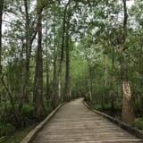 Joyce WMA Swamp Walk Nature Trail, Louisiana - 57 Reviews, Map | AllTrails