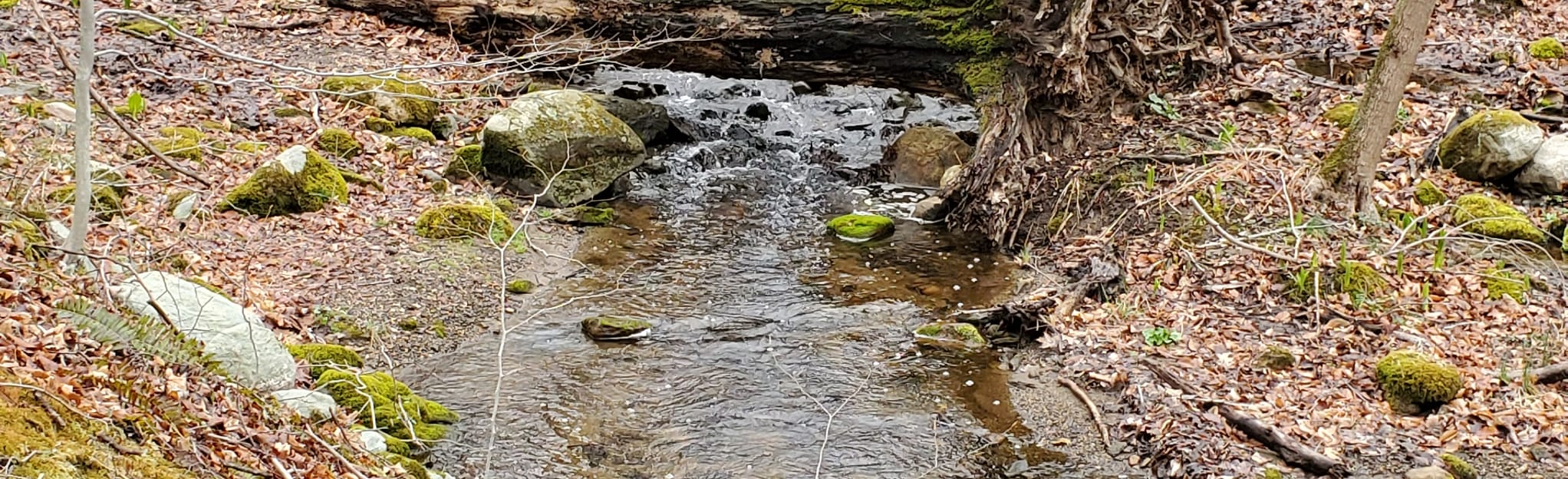 Angle-Fly Preserve Yellow Trail, New York - 78 Reviews, Map | AllTrails