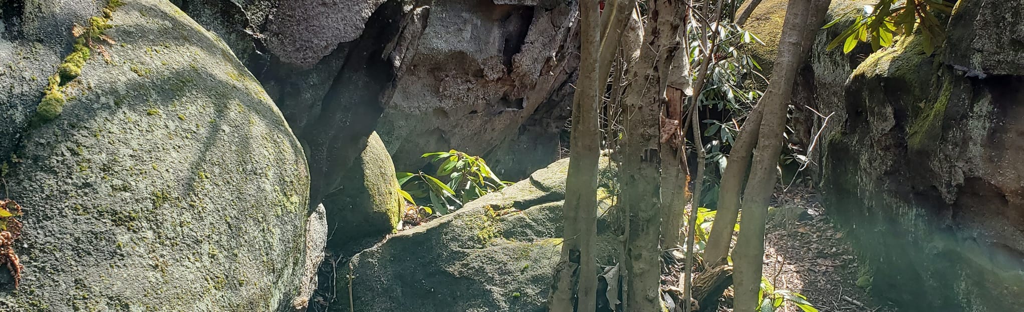 Wolfs Rock Trail, Pennsylvania - 77 Reviews, Map | AllTrails