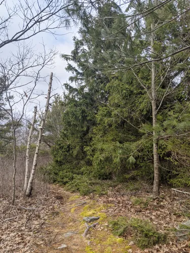 Best Hikes and Trails in Susan B. Minns Sanctuary | AllTrails