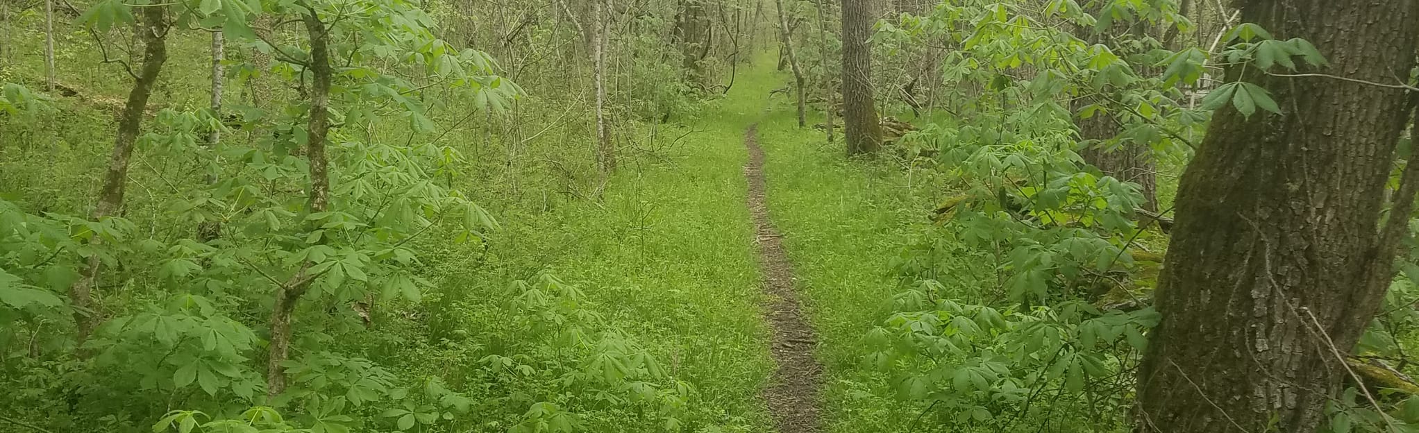 Rock Wall and Buck Ridge Loop, Arkansas - 58 Reviews, Map | AllTrails