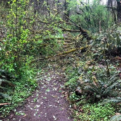 Best Hikes and Trails in Magness Memorial Tree Farm | AllTrails