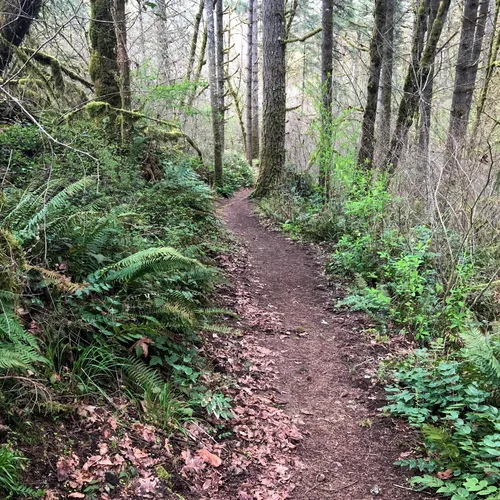 Best Hikes and Trails in Magness Memorial Tree Farm | AllTrails