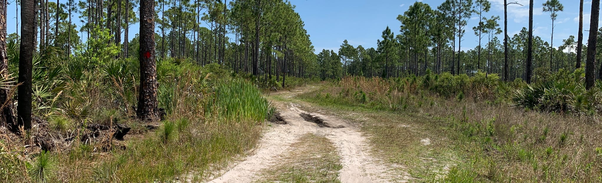 Buck Lake Red Trail from West Trailhead, Florida - 19 Reviews, Map ...