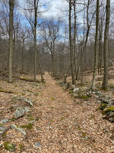 Best Easy Trails in Buchanan State Forest | AllTrails