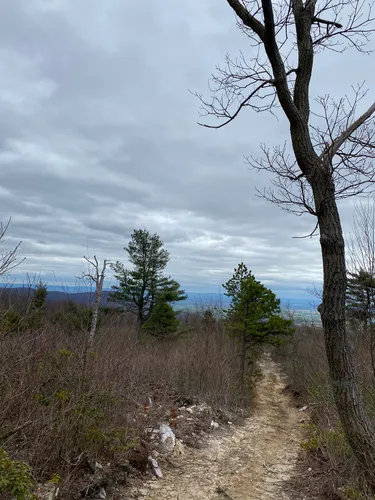 10 Best Hikes and Trails in Buchanan State Forest | AllTrails