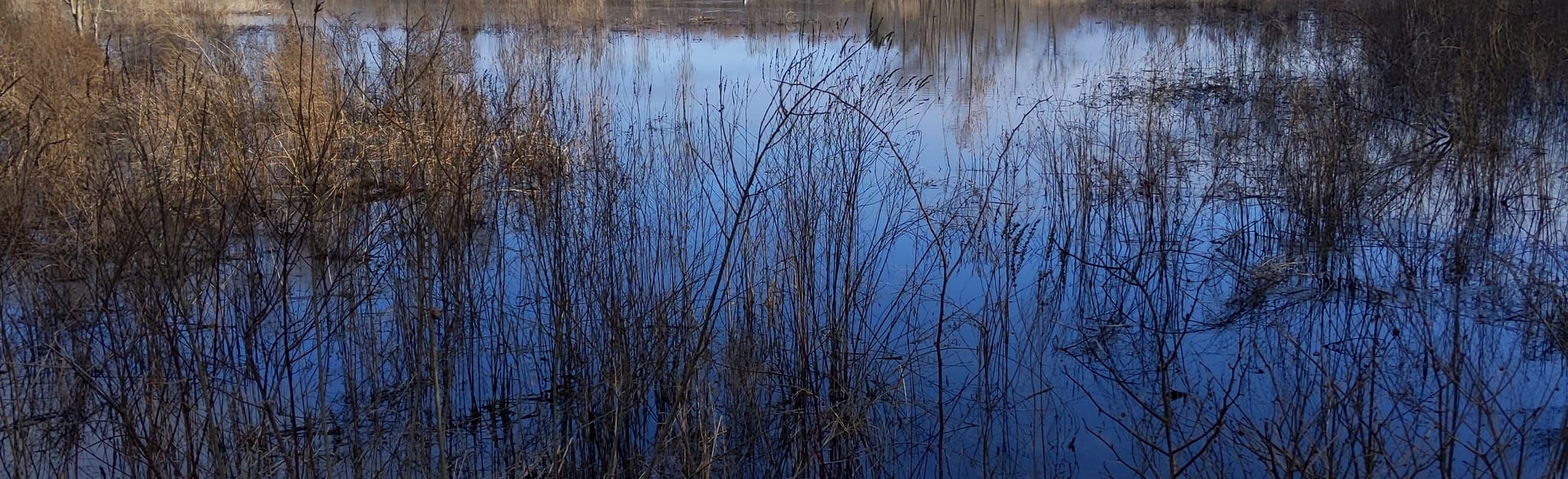 100 Acres Swamp Nature Walk: 46 foto's - New York | AllTrails