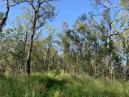 10 Best Hikes and Trails in Moggill Conservation Park | AllTrails
