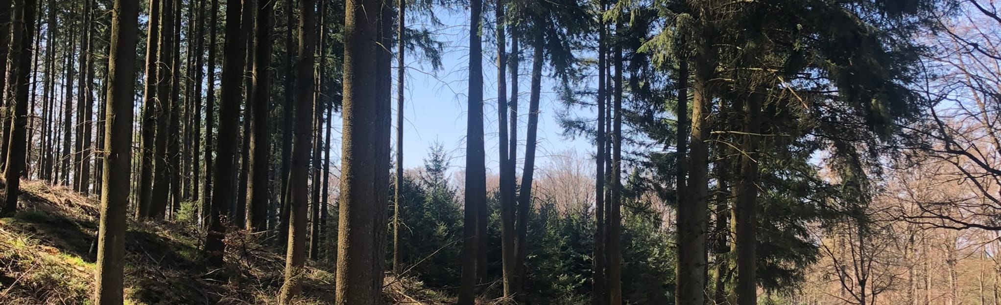 Angelsberg - Benzert, Mersch, Luxembourg - 7 Reviews, Map | AllTrails