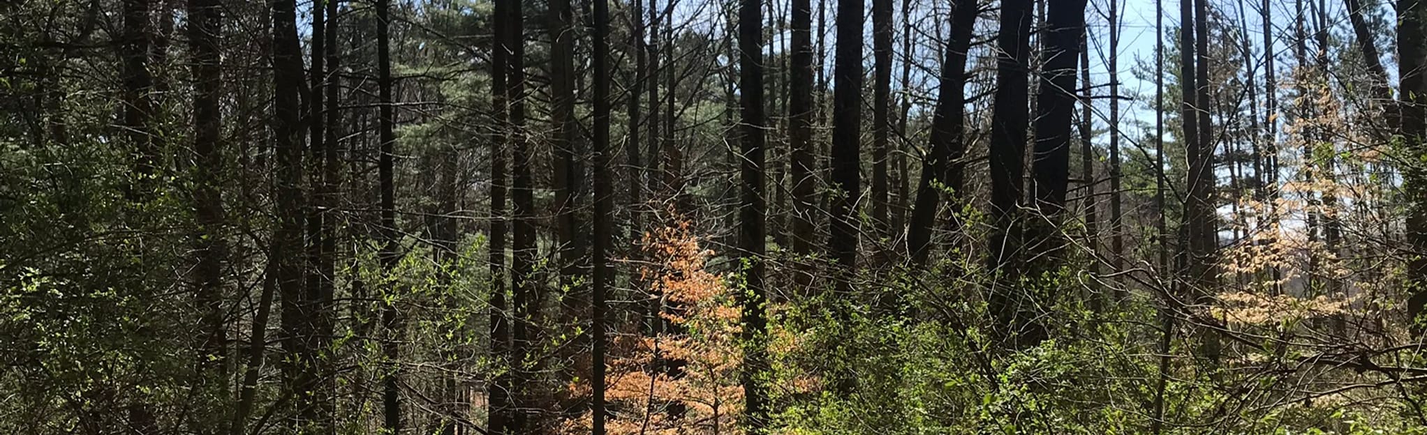 Norma Johnson Conservation Loop: 112 Reviews, Map - Ohio | AllTrails