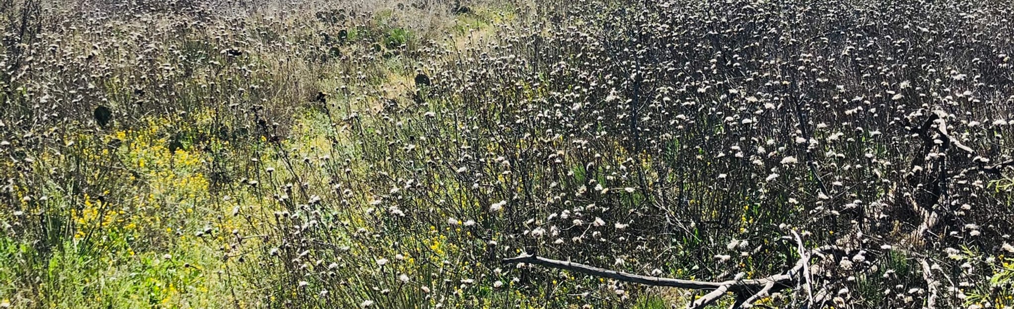 Purina Trail, Texas - 19 Reviews, Map | AllTrails