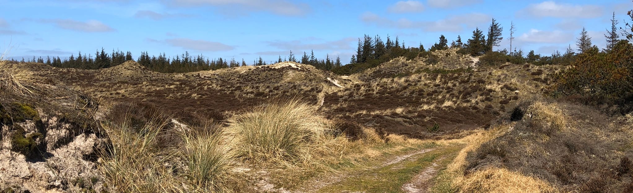 Blåbjerg Klitplantage - Bykrog Bjerg: 62 Fotos - Region Syddanmark ...