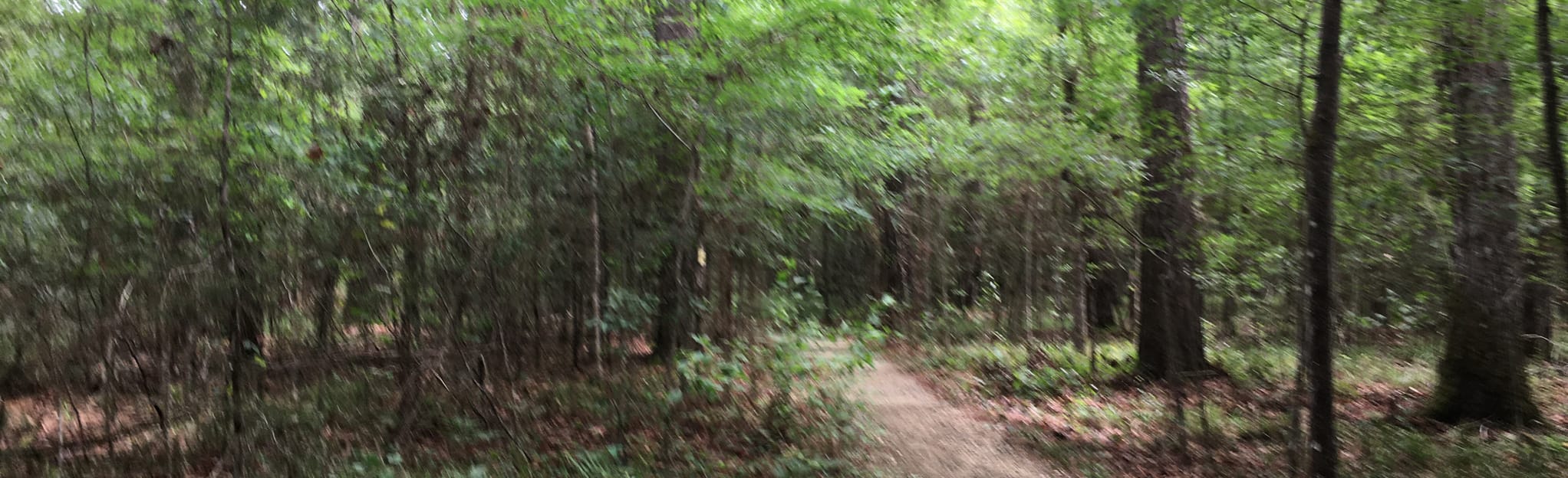 Pine Hardwood Trail, Louisiana - 44 Reviews, Map | AllTrails