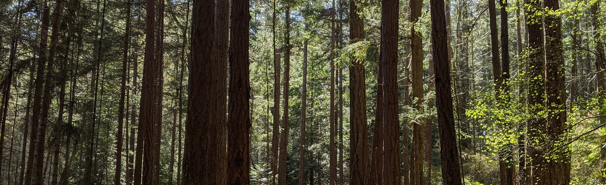 Comox Lazo Loop Trail, British Columbia, Canada - 303 Reviews, Map ...