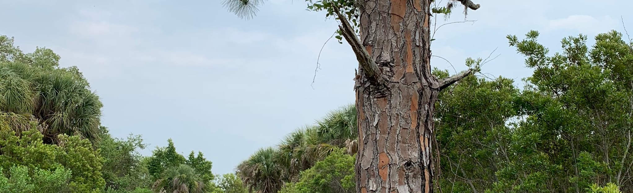 Lemon Bay Preserve Loop - Florida | AllTrails