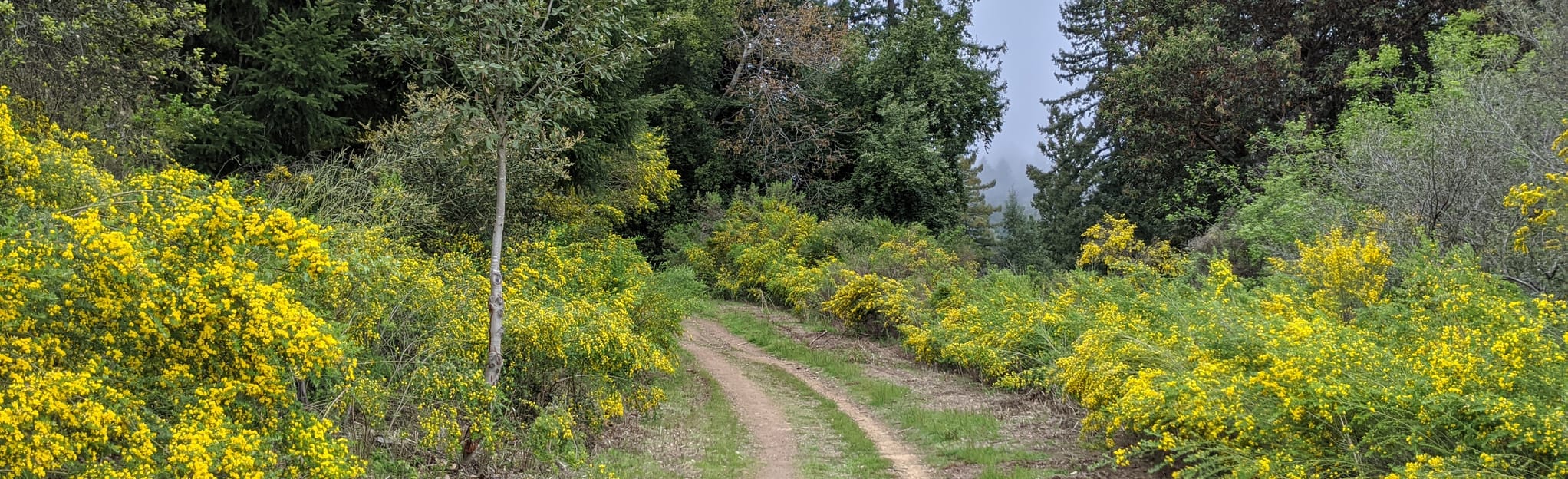 Alma and Redwood Springs Loop, California - 4,577 Reviews, Map | AllTrails