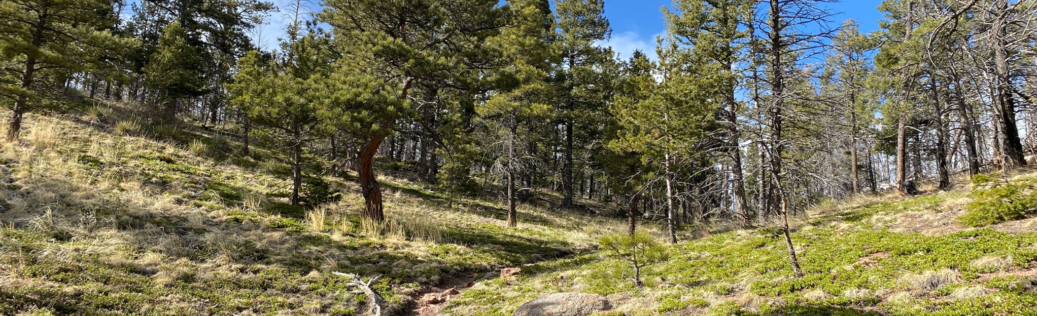 Front Range Ridge via Douglas Fir Trail, Colorado - 158 Reviews, Map ...