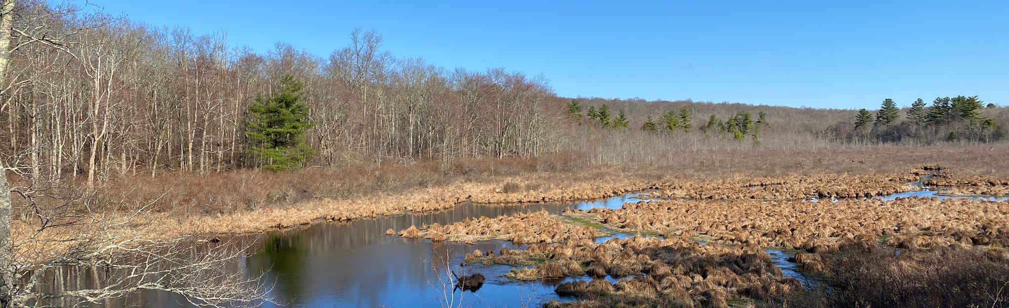 Thunder Swamp Trail: South Loop - Pennsylvania | AllTrails