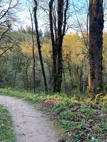 Best 10 Hikes and Trails in Forest Park | AllTrails